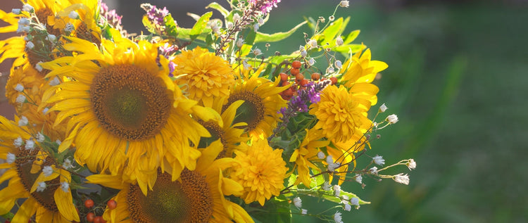 What Are Composite Flowers? How They Work and Why They Matter ...