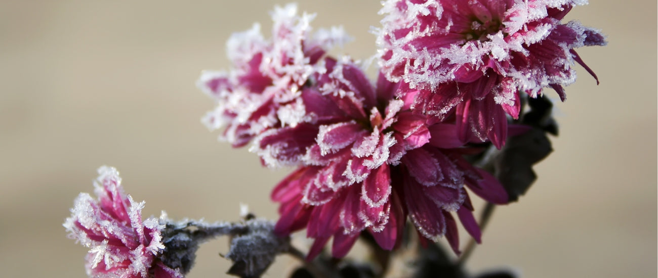 How Flowers Survive Frost and Freezing Temperatures | Blog – Dragonetti ...