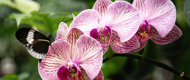 The World’s Most Expensive Flower Is Not a Rose | Blog – Dragonetti ...