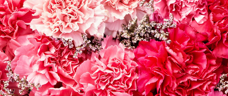The Meaning Behind Carnations Colors – Dragonetti Florist & Garden Center