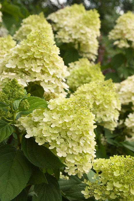Shop Shrubs Collection | Garden Beautification – Dragonetti Florist ...