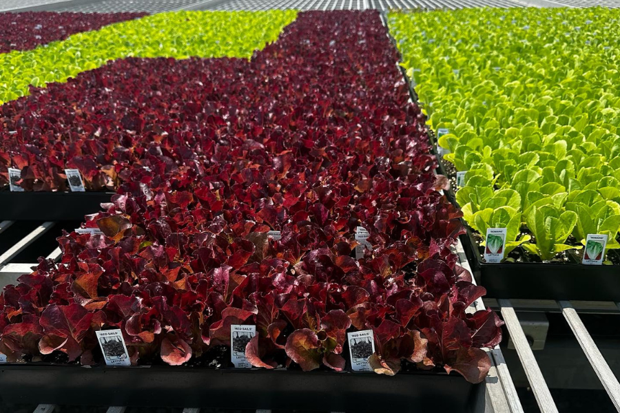 Dragonetti Florist | Brooklyn Florist | Same-Day Flower Delivery ...